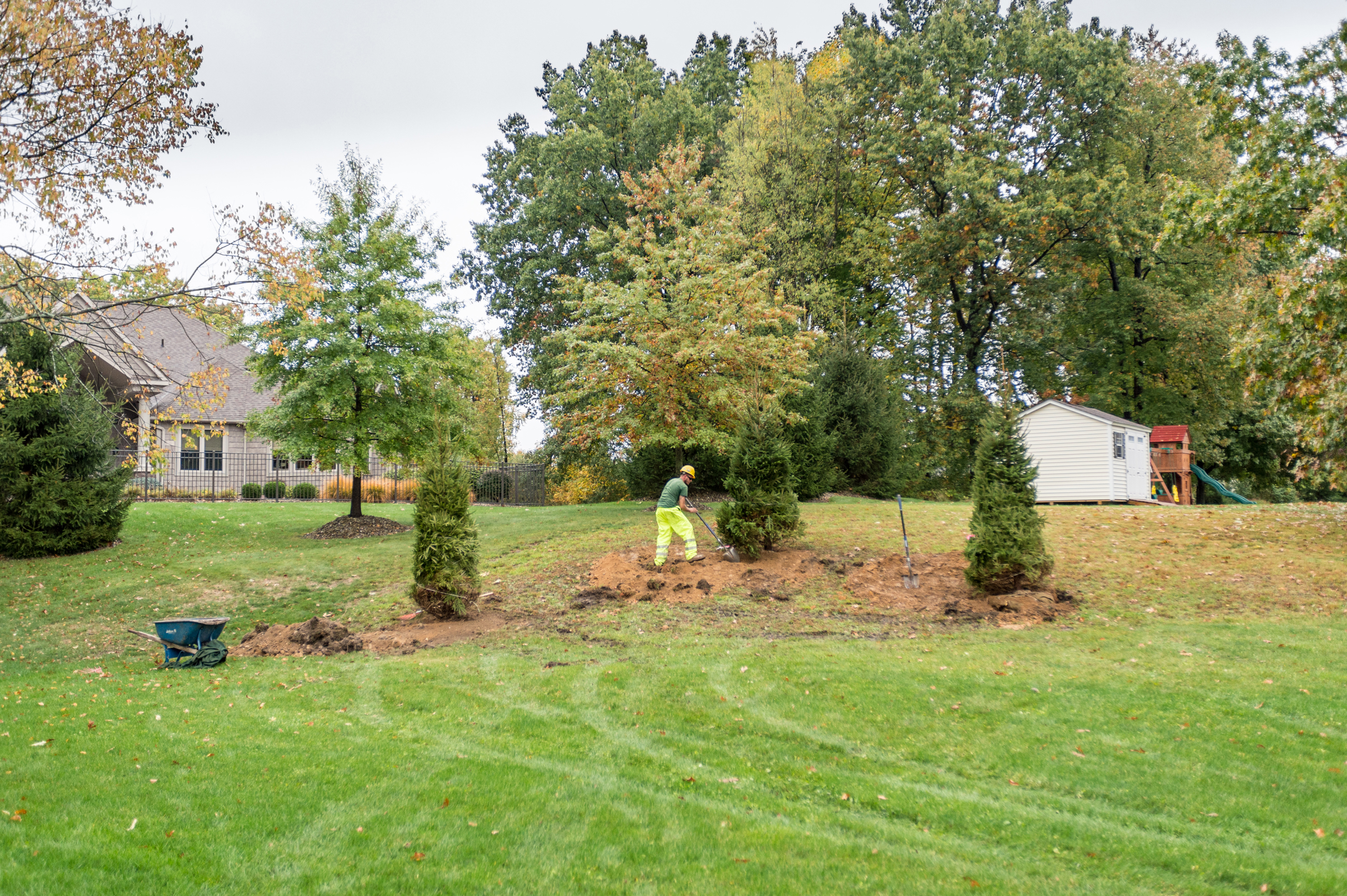 Tree Planting Services | Davey Tree